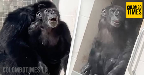 Chimpanzee sees the sky for the first time (VIDEO)