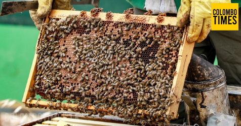 Soaring demand for honey keeps Jordan’s beekeepers busy (PHOTOS)