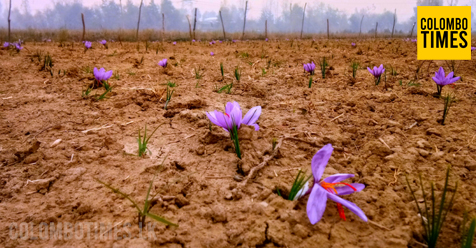 Saffron production in India is decreasing day by day