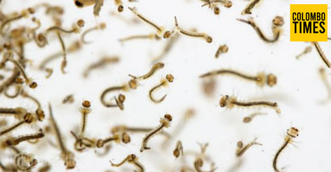 මදුරු කීට ඝණත්වයේ වැඩි වීමක්