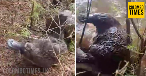 ප්ලැටිපස් සතුන් දෙදෙනෙකුගේ දුර්ලභ සටනක් පටිගත වෙයි (VIDEO)