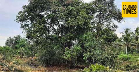 කපා දැමූ පඬුකරඳ ගස යළි රෝපණය කරයි