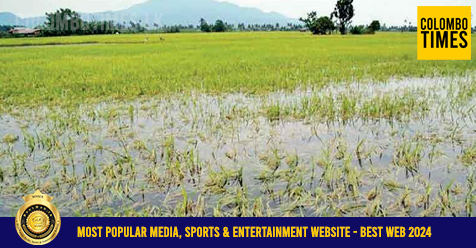 පොළොන්නරුවේ කුඹුරු රැසක් විනාශ වෙයි